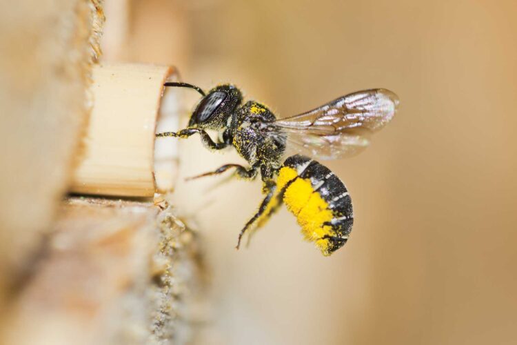 How To Support Solitary Bees – Mother Earth News